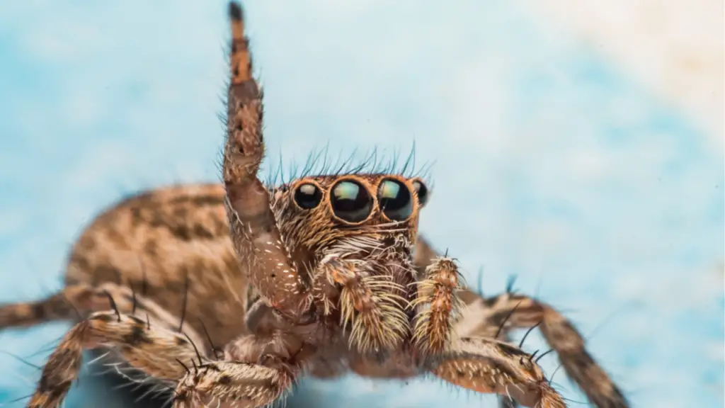 How Long Do Jumping Spiders Live? – Bloom Magnificence