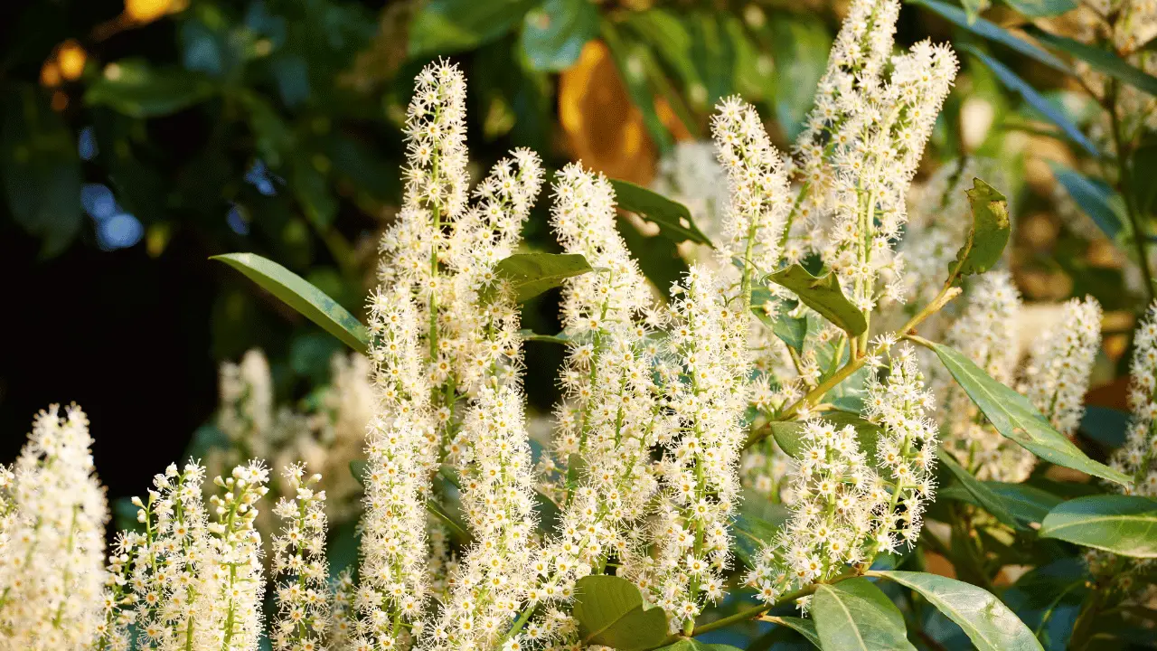 15 Evergreen Shrubs for Your Garden – Bloom Magnificence