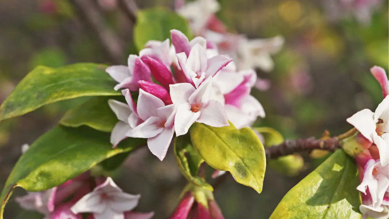 15 Evergreen Shrubs for Your Garden – Bloom Magnificence