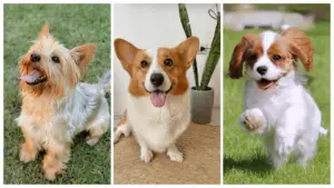 10 Adorable Dog Breeds You’ll Love – Bloom Magnificence